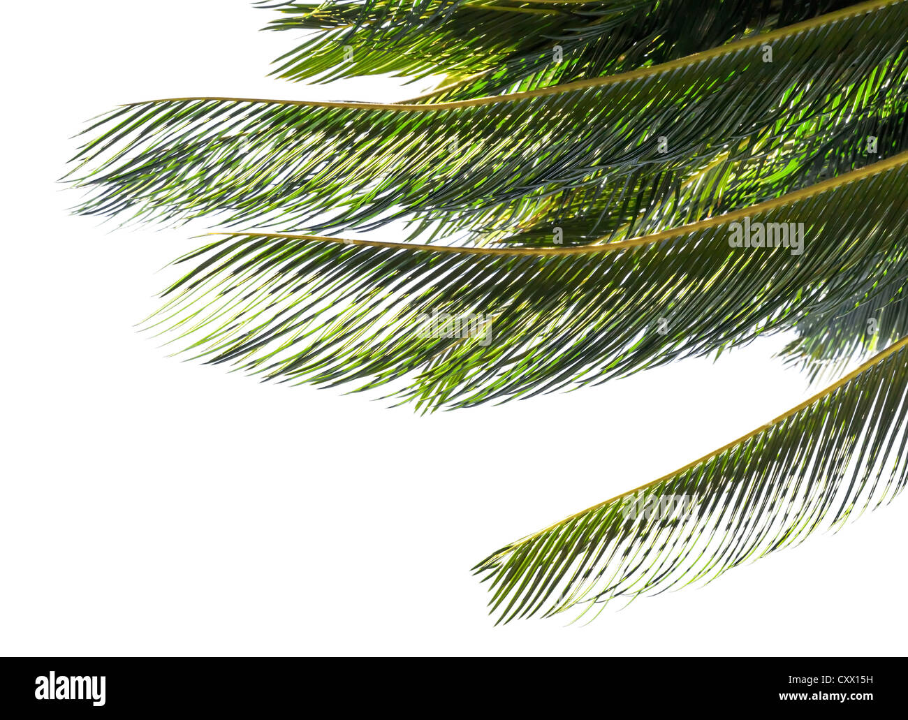 Bright palm leaves isolated on white Stock Photo - Alamy