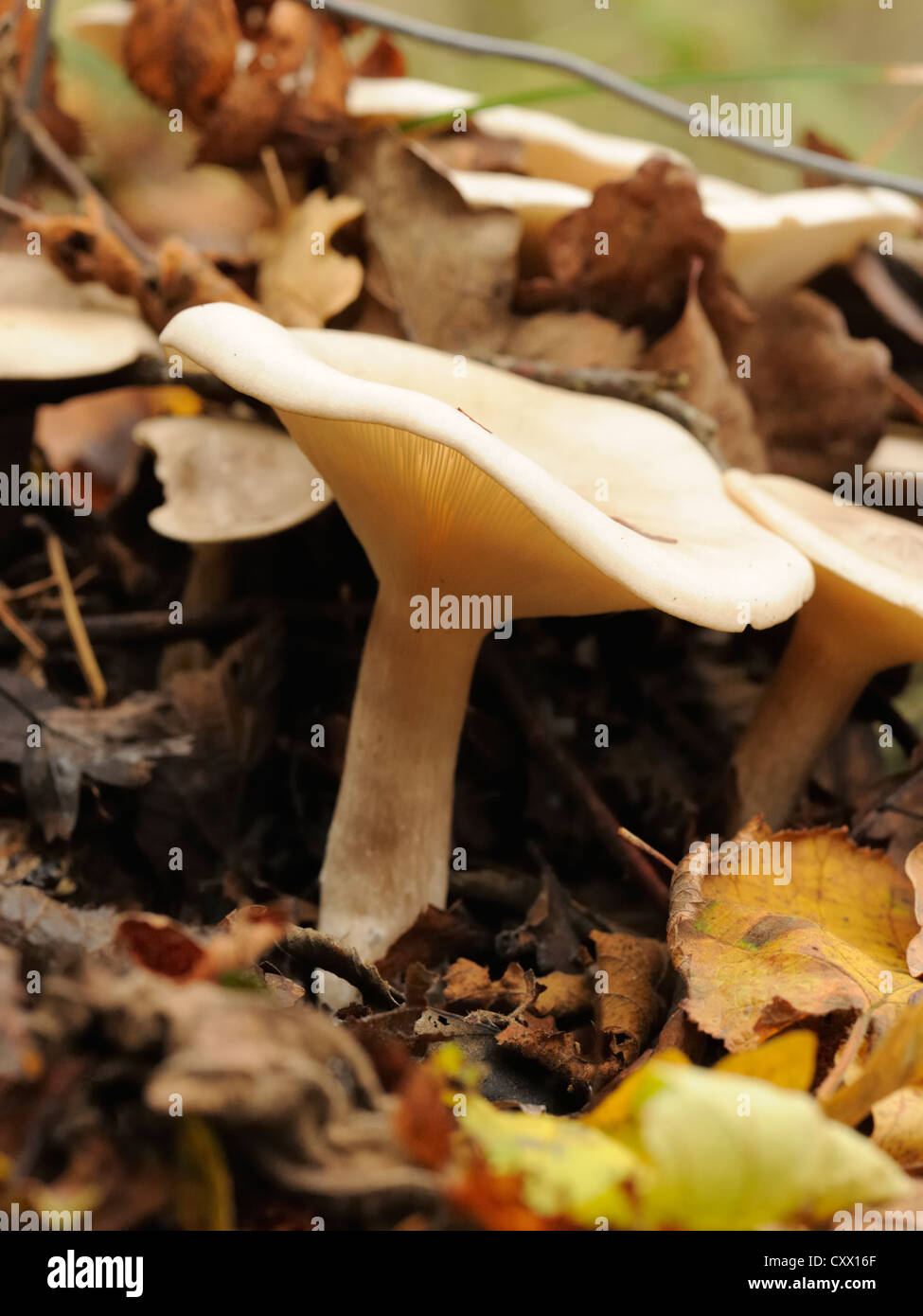Trooping Funnel, Clitocybe geotropa Stock Photo - Alamy