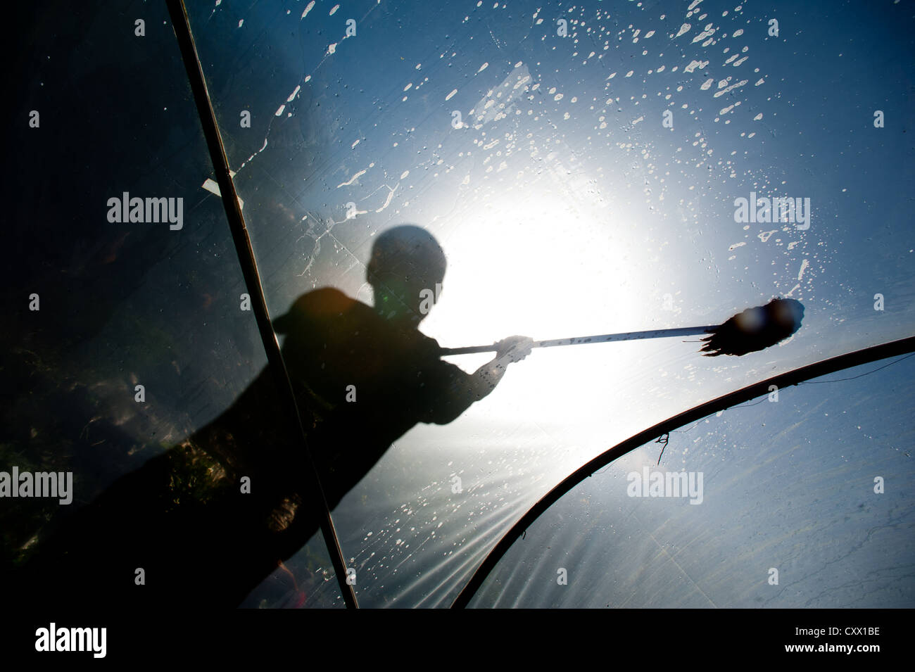Cleaning a polytunnel Stock Photo - Alamy