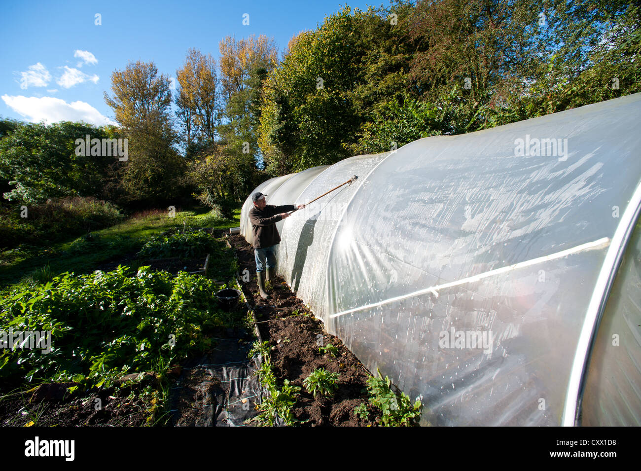 Cleaning a polytunnel Stock Photo - Alamy