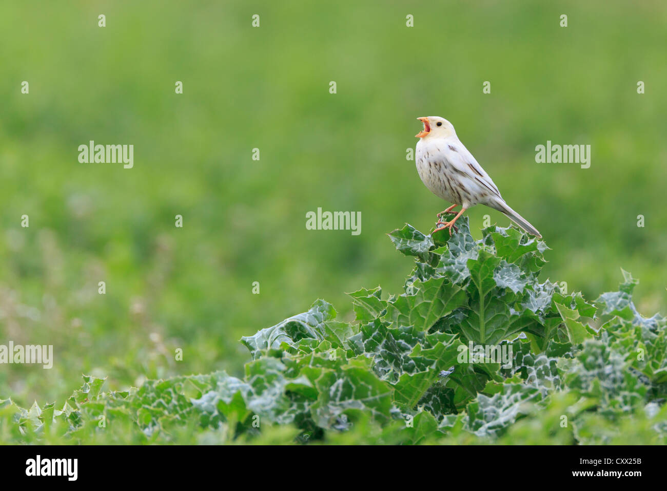 Partially albino hi-res stock photography and images - Alamy