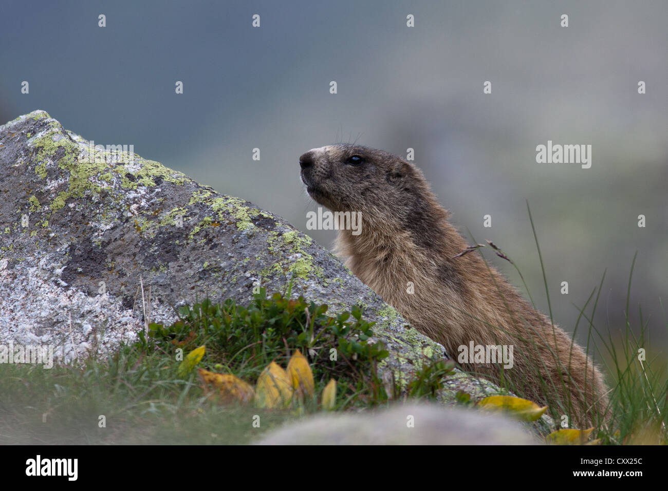 Rodent spain spanish wildlife hi-res stock photography and images - Alamy