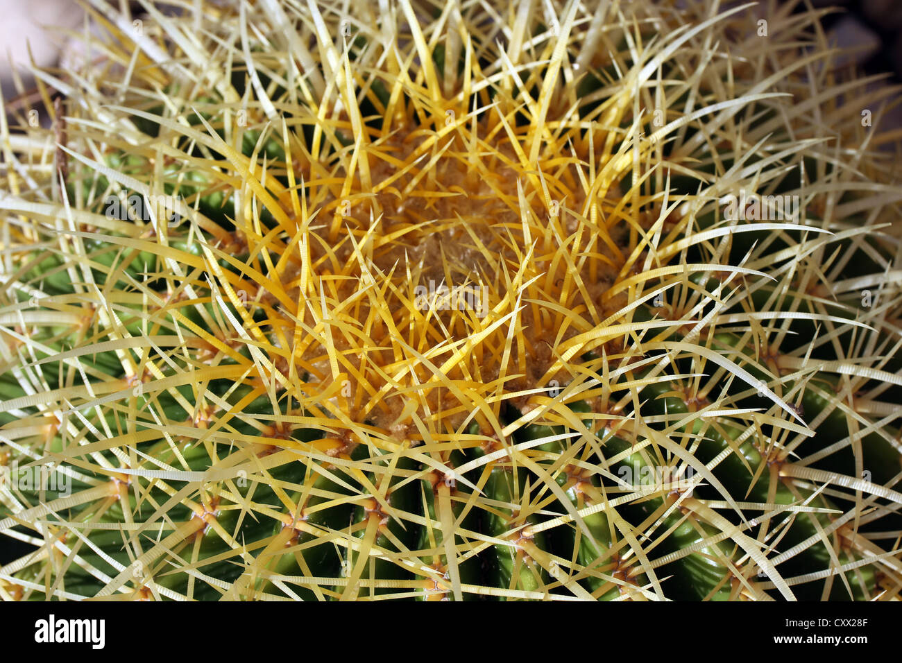 Cactus close up Stock Photo - Alamy