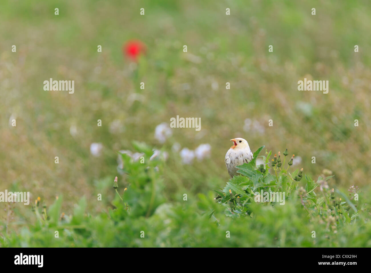 Corn bunting emberiza calandra calling hi-res stock photography and ...