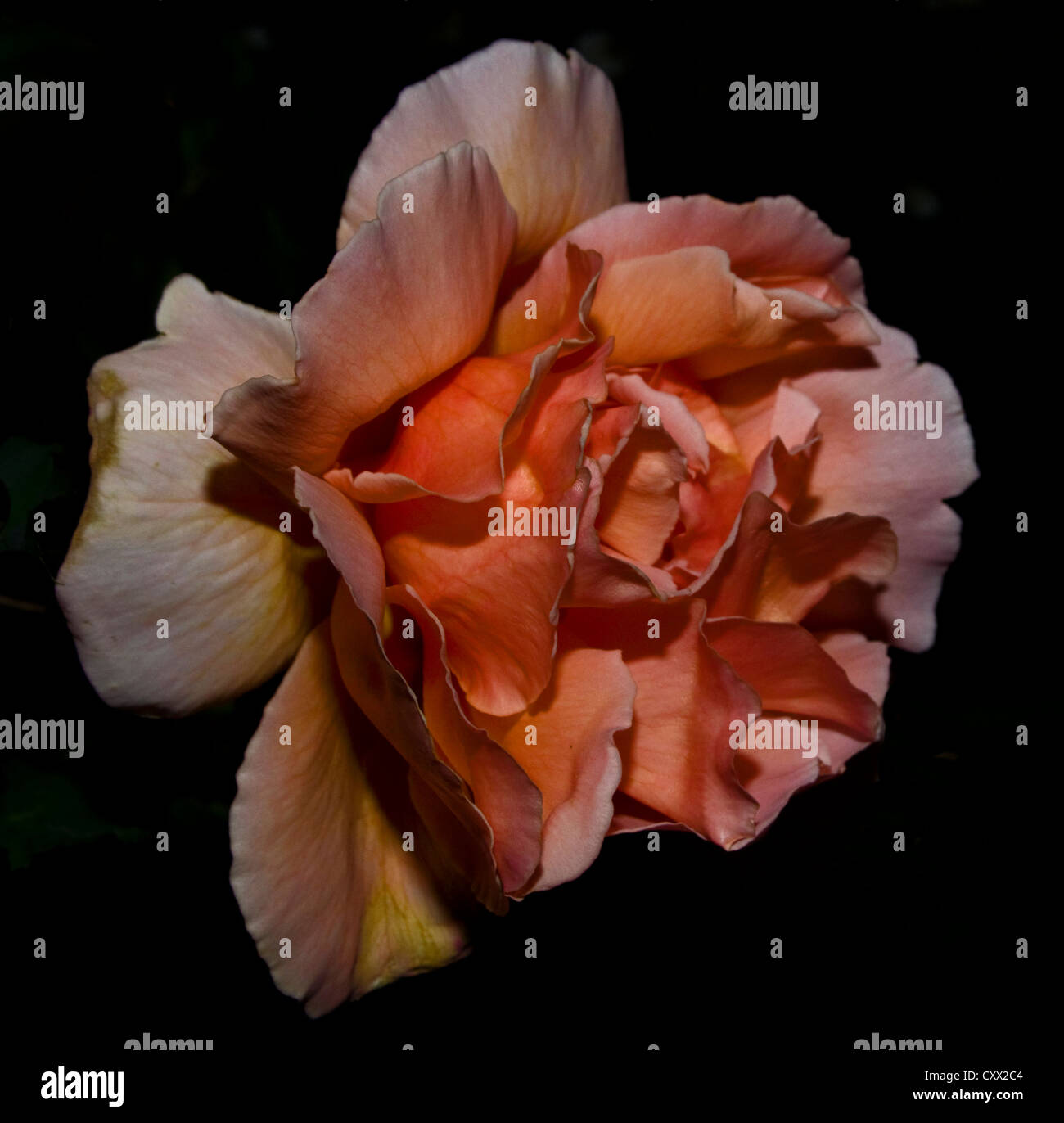 Rose coral hi-res stock photography and images - Alamy