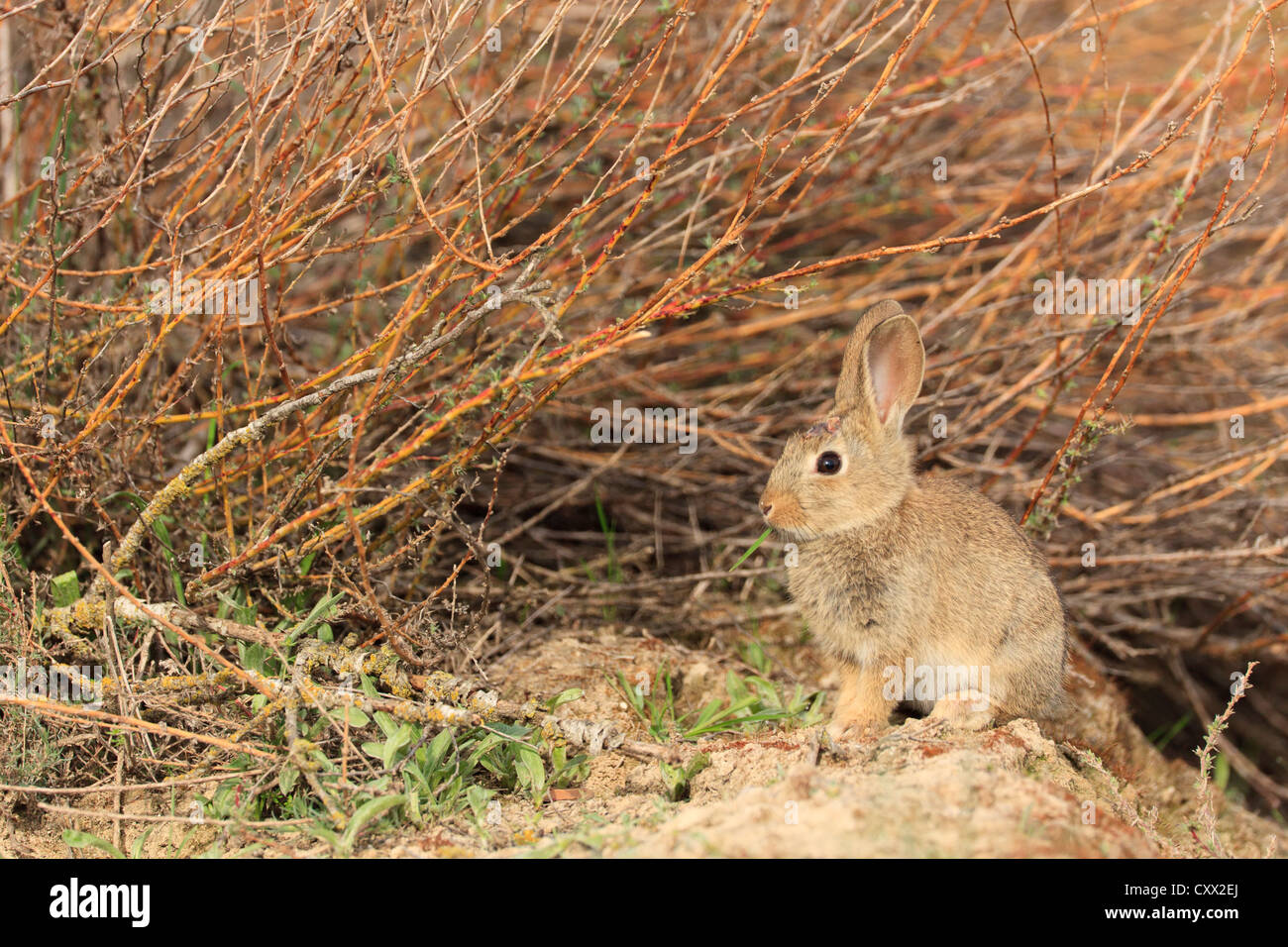 Oryctolagus cuniculus eating hi-res stock photography and images - Alamy