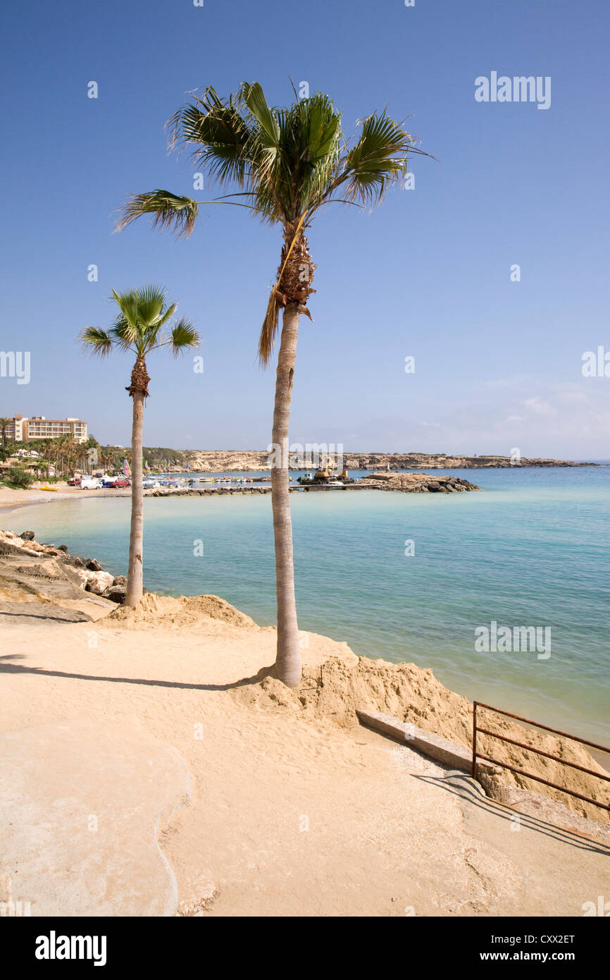 Two palm trees. Coral Bay, Cyprus Stock Photo - Alamy