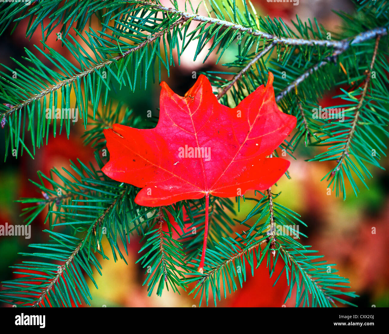 Big-Tooth Maples in full color. West Leonard Canyon, Autumn on the ...