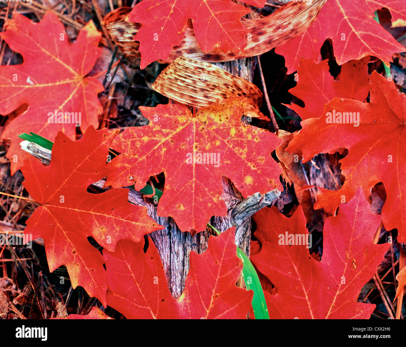 Big-Tooth Maples in full color. Crackerbox Canyon, Autumn on the ...