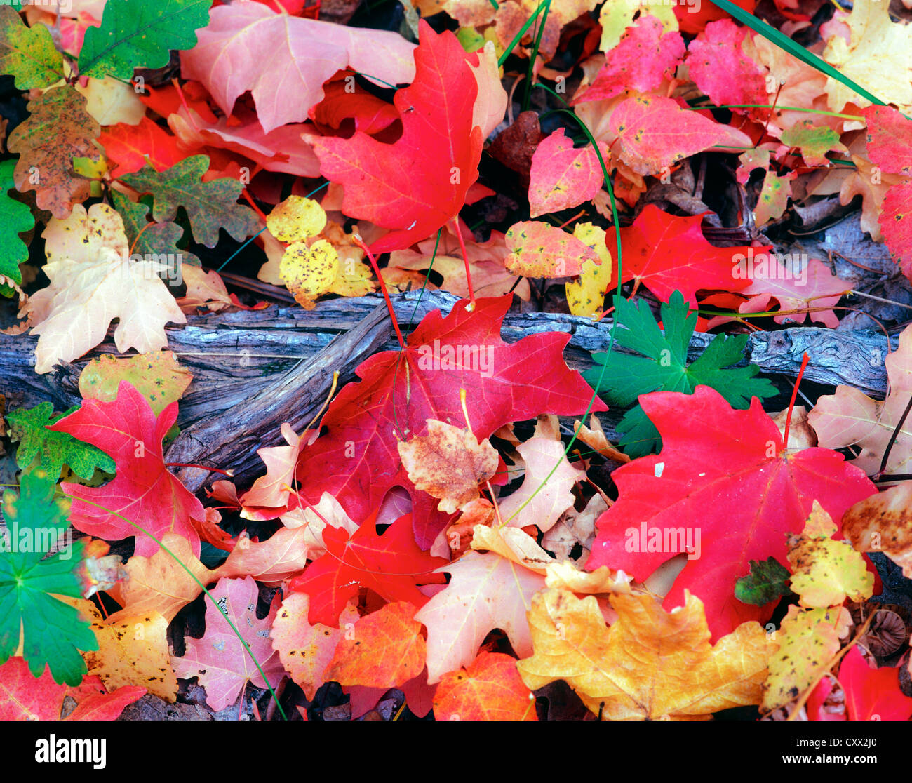 Big-Tooth Maples in full color. Yeager Canyon, Autumn on the Mogollon ...