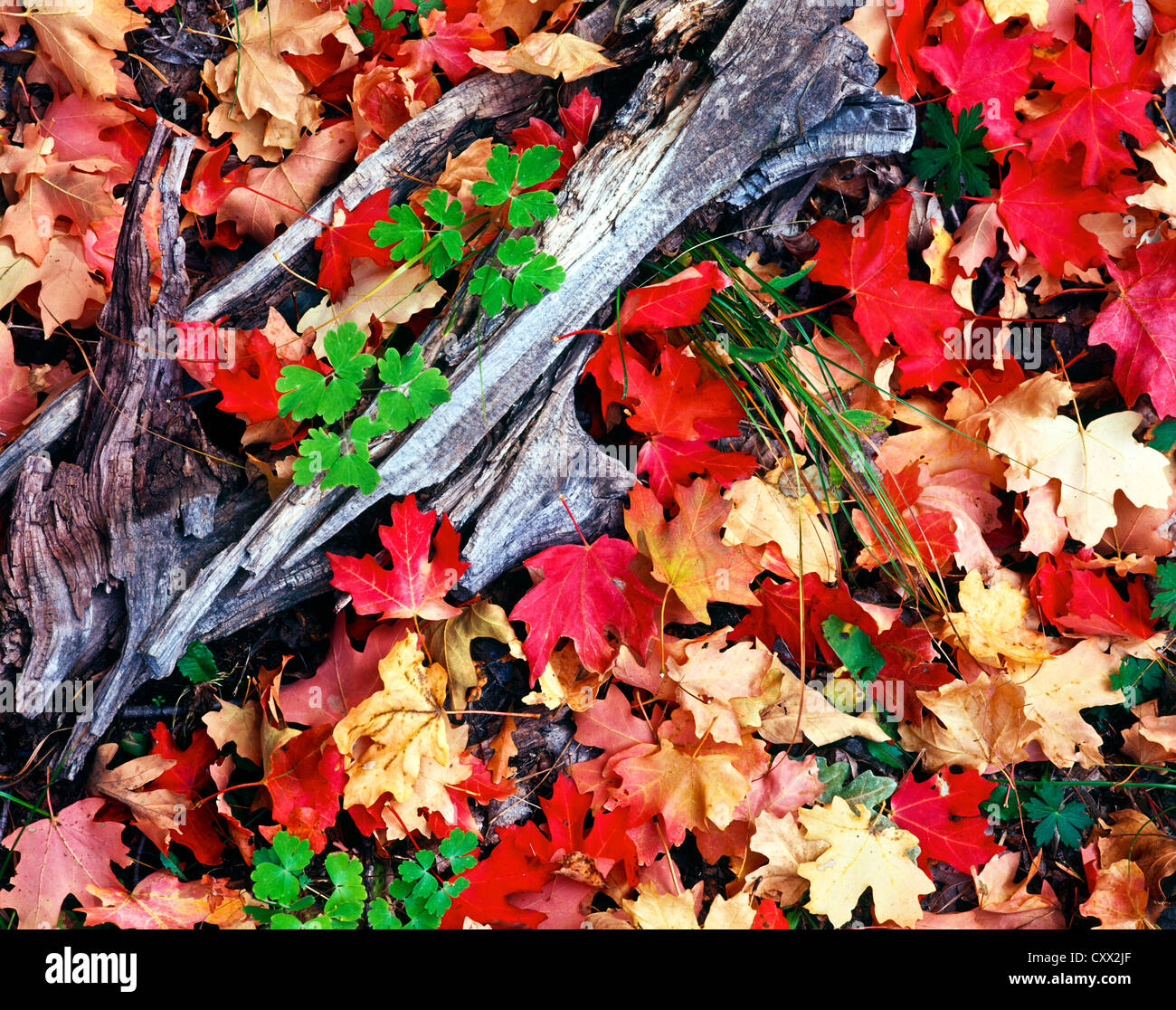 Big-Tooth Maples in full color. Gentry Canyon, Autumn on the Mogollon ...