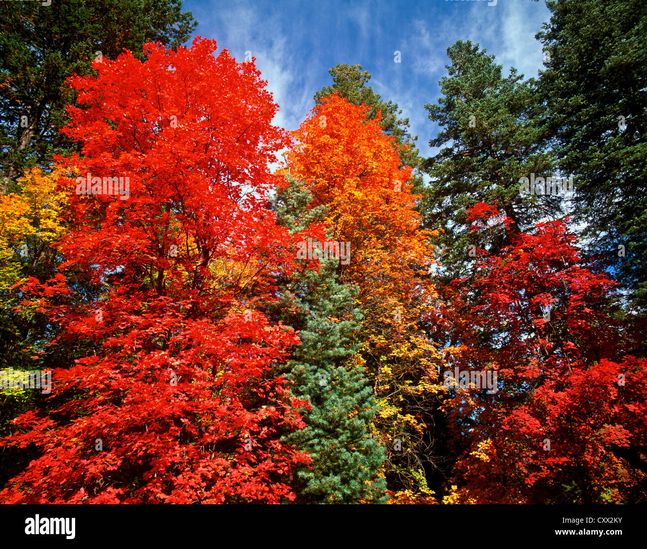 Big tooth aspen hi-res stock photography and images - Alamy