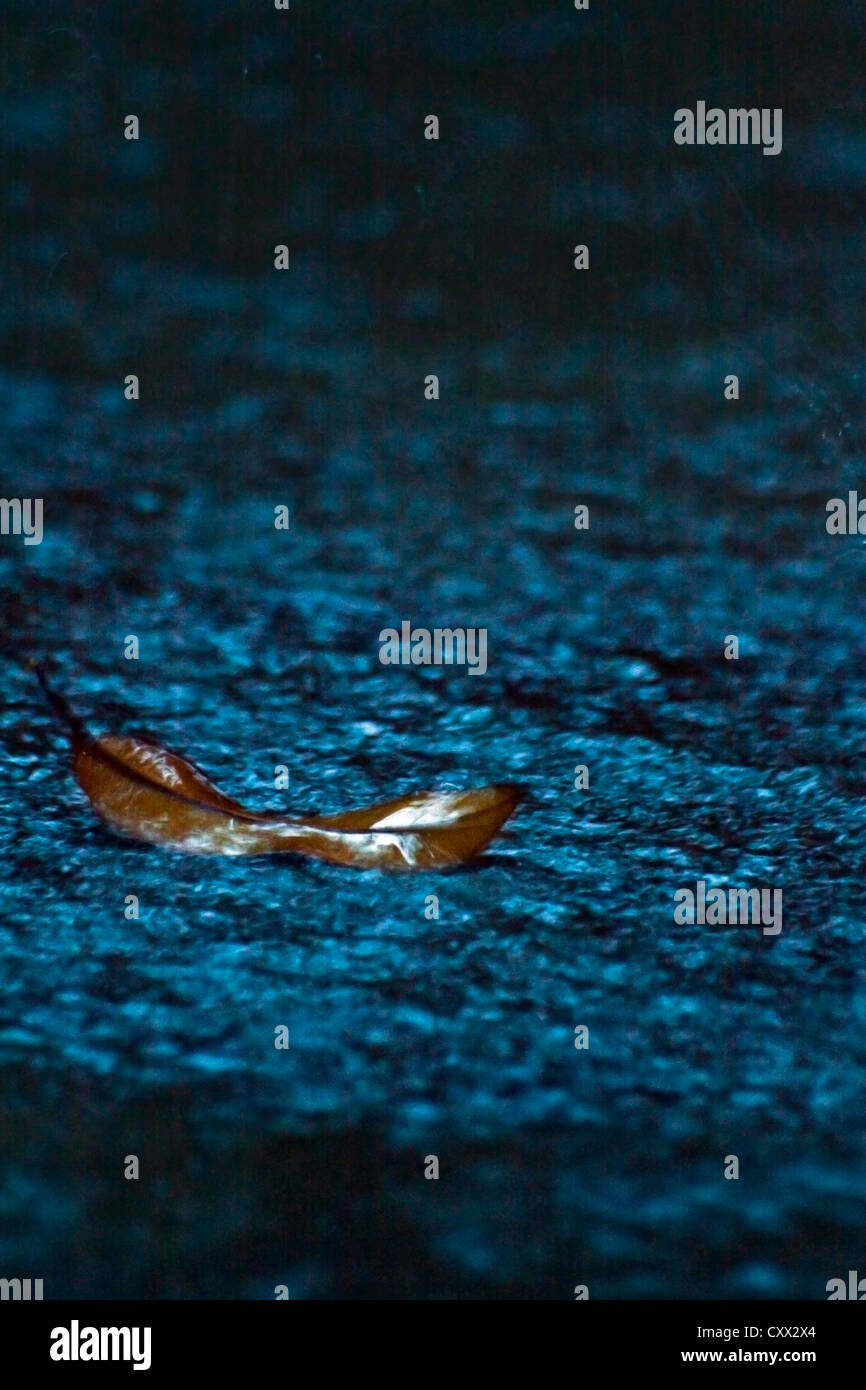 fallen leaf on a rain Stock Photo - Alamy
