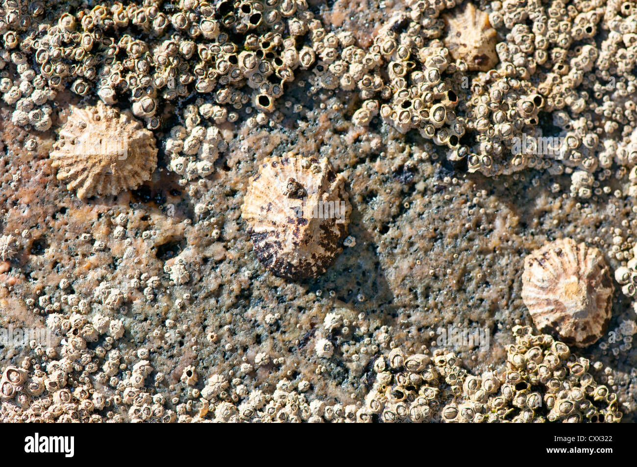 Limpets clinging to the granite rock in a feeding space surrounded by ...