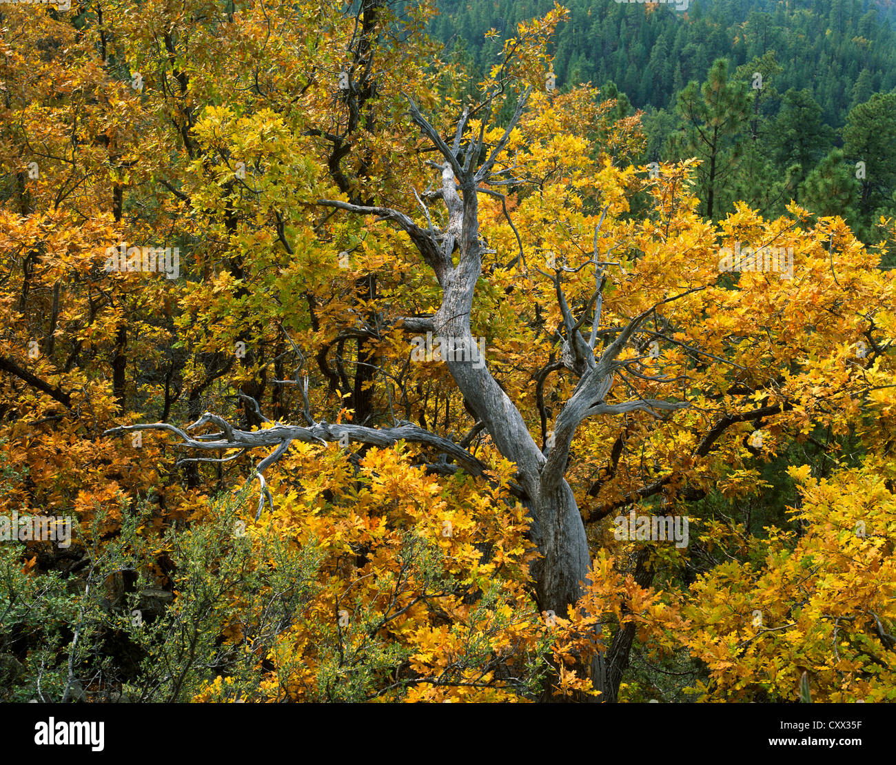Gambel oak autumn color hi-res stock photography and images - Alamy