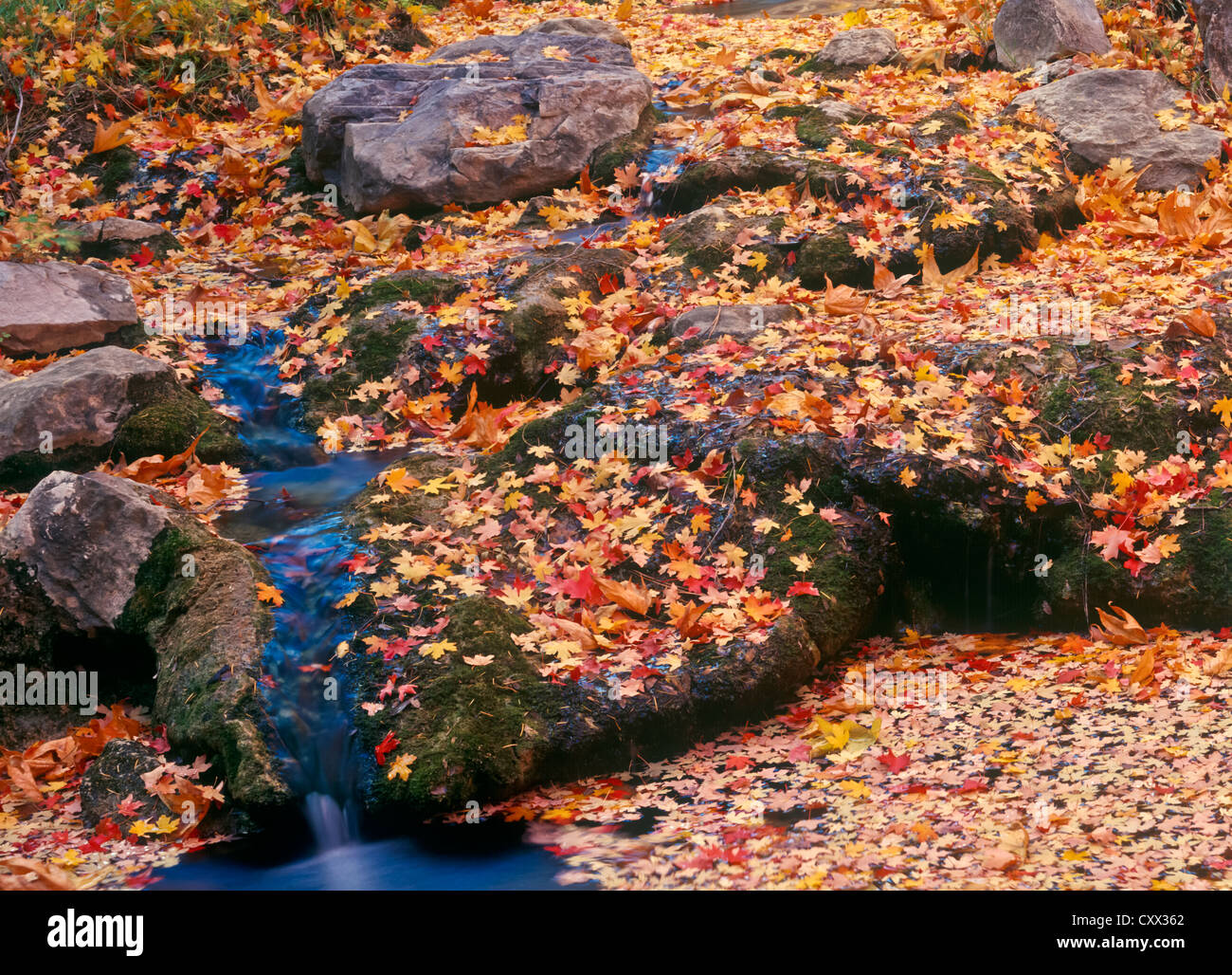 Garden Creek flowing through Garden Canyon. Huachuca Mountains, Big ...