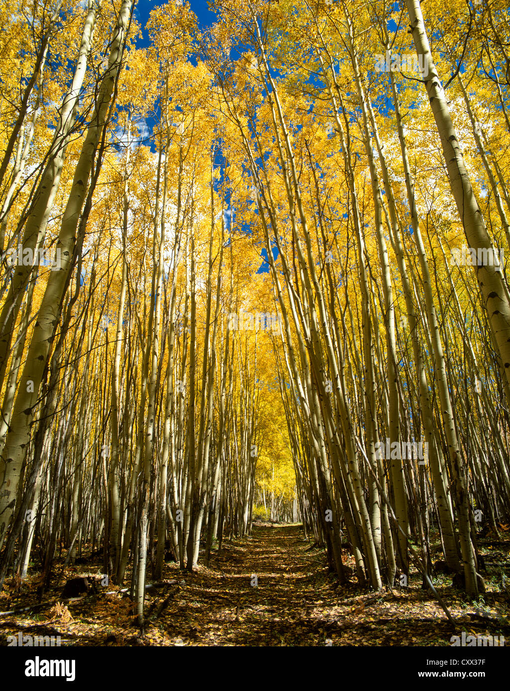White Mountains of Eastern Arizona. Escudilla Mountain with golden ...