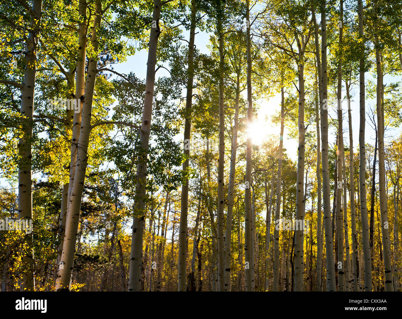 Sunset on Golden Aspens. White Horse Hills, Hart Prairie areas north of ...