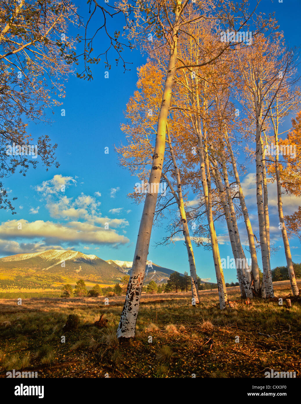 Sunset on Golden Aspens. White Horse Hills, Hart Prairie areas north of ...