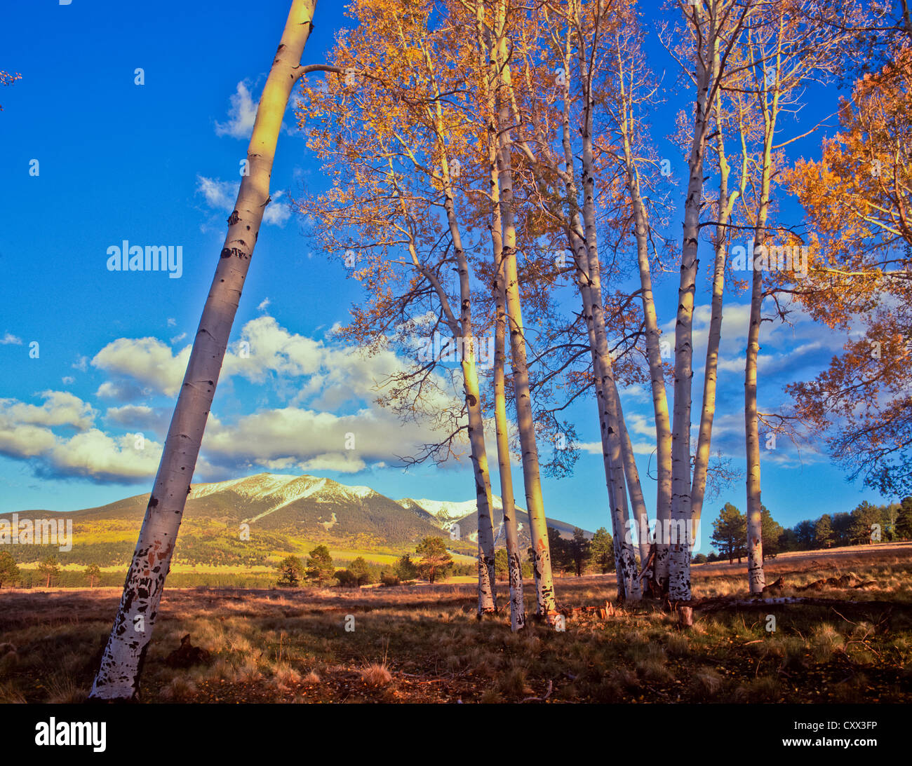 Sunset on Golden Aspens. White Horse Hills, Hart Prairie areas north of ...