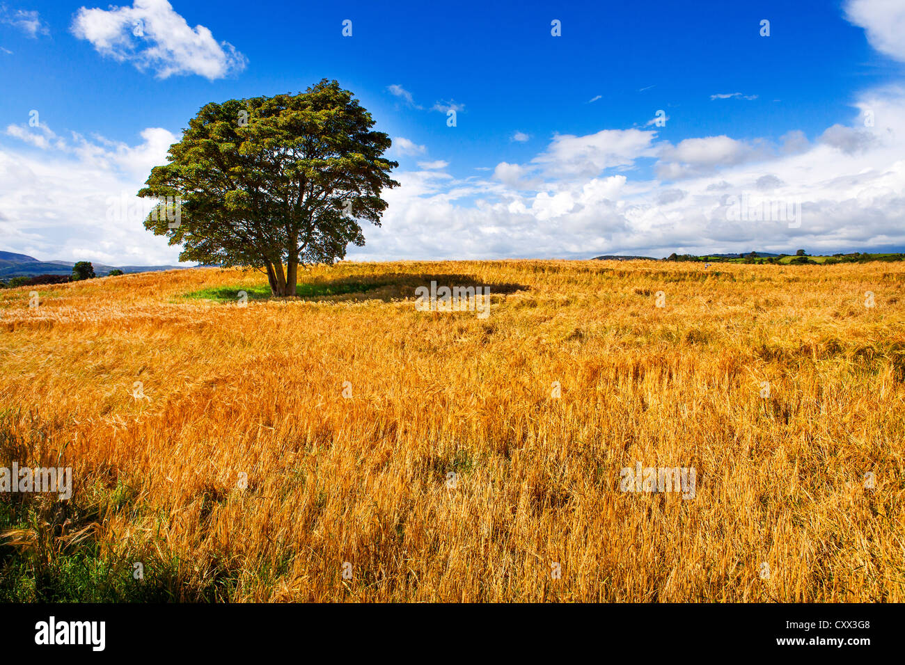 Down field hi-res stock photography and images - Alamy