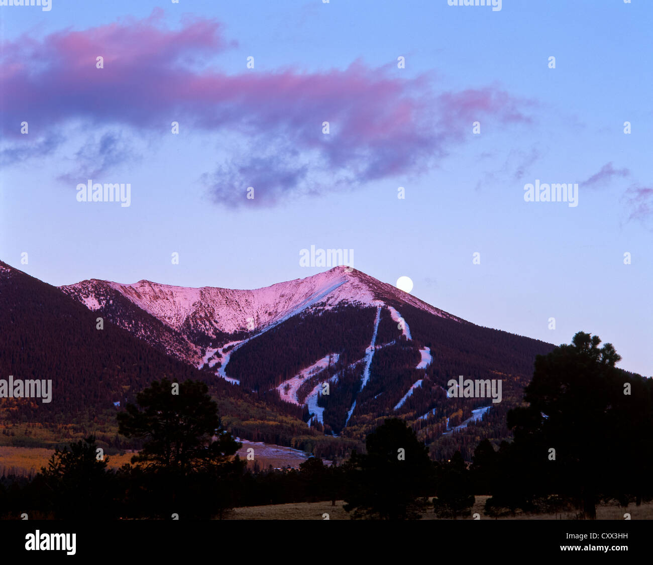 Sunset on Golden Aspens. White Horse Hills, Hart Prairie areas north of ...