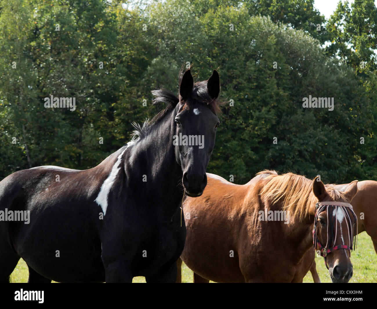 Black Dun Horses High Resolution Stock Photography and Images - Alamy