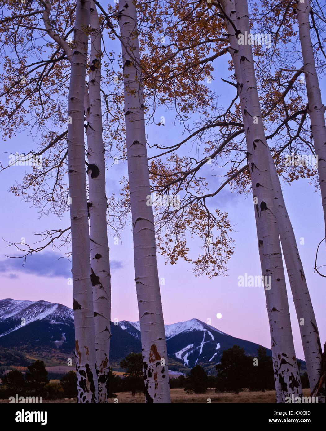 Sunset on Golden Aspens. White Horse Hills, Hart Prairie areas north of ...