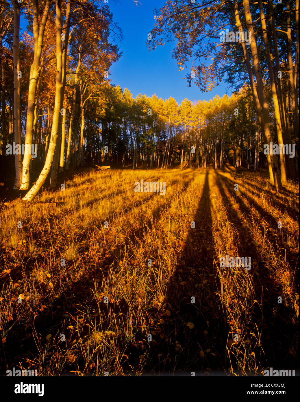 Sunset on Golden Aspens. White Horse Hills, Hart Prairie areas north of ...