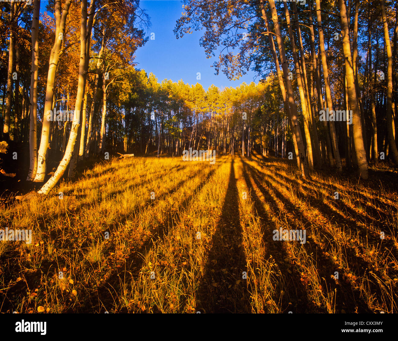 Sunset on Golden Aspens. White Horse Hills, Hart Prairie areas north of ...