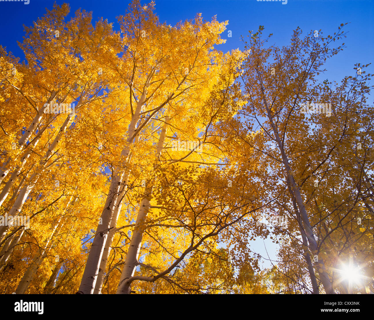 Sunset on Golden Aspens. White Horse Hills, Hart Prairie areas north of ...