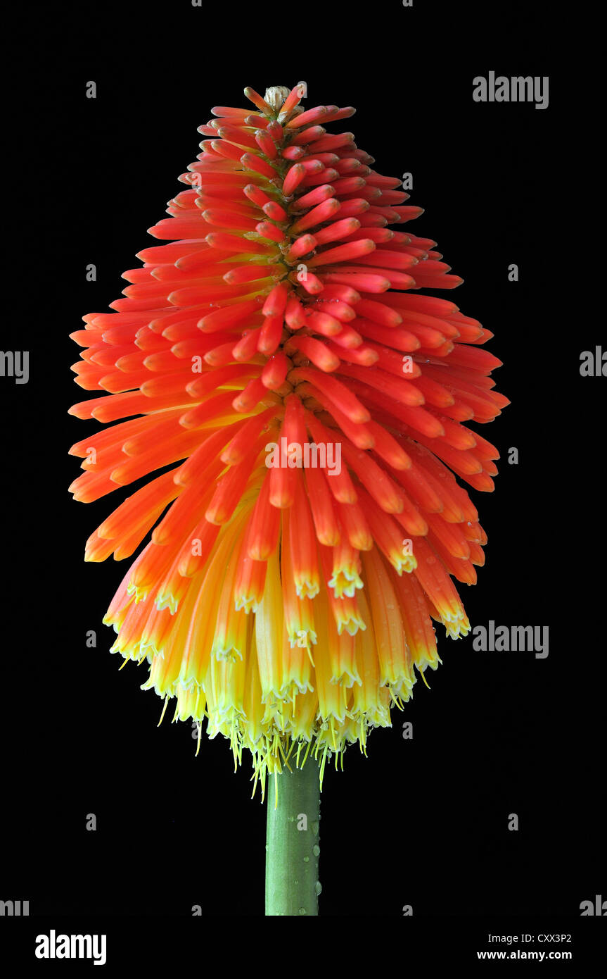 A single spike of a red hot poker flower UK Stock Photo - Alamy