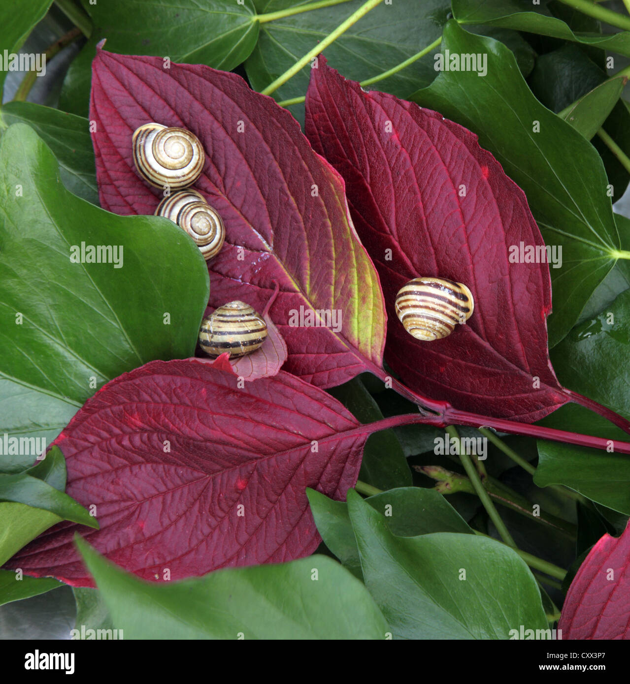 Cornus alba hi-res stock photography and images - Alamy
