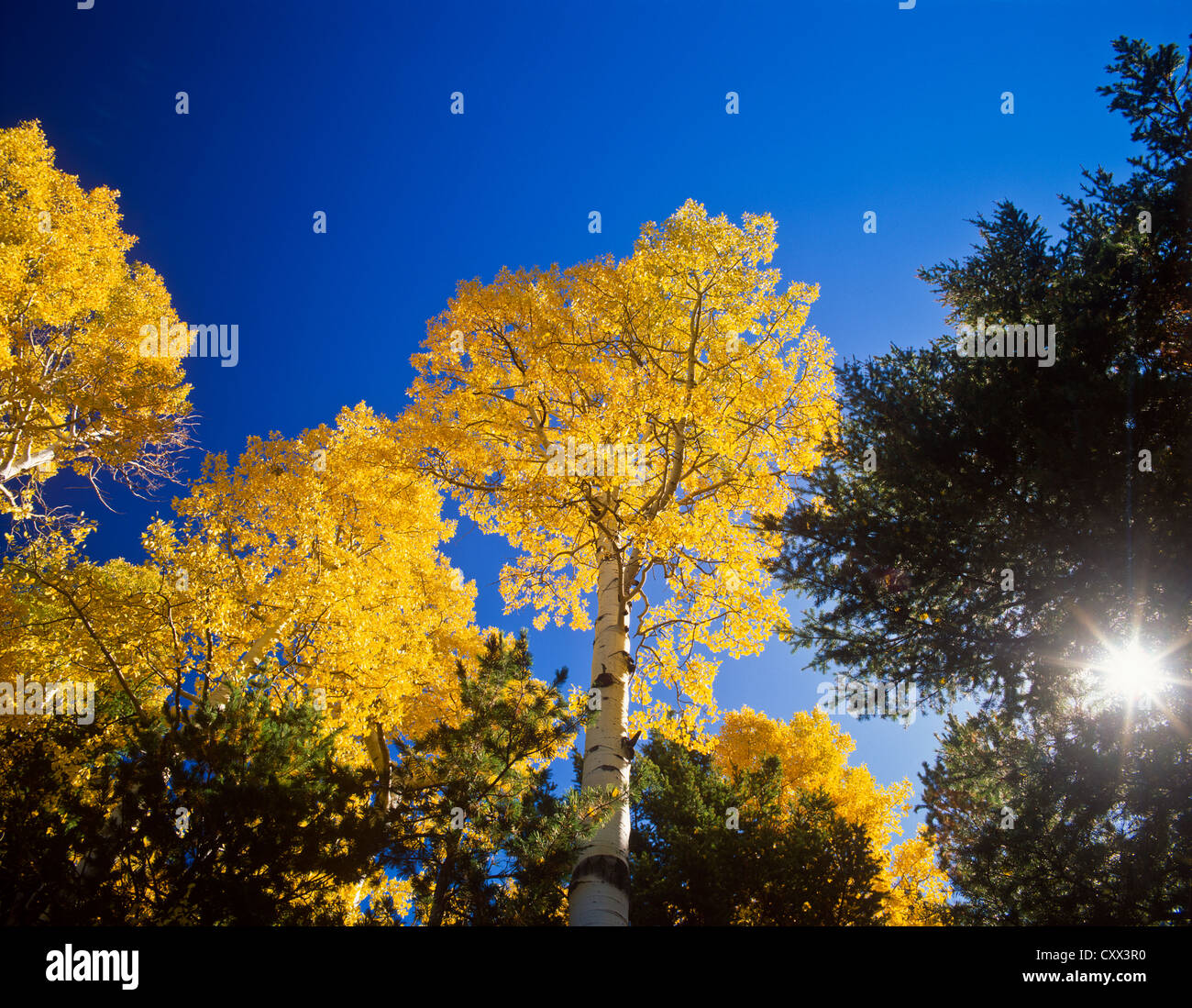 Sunset on Golden Aspens. White Horse Hills, Hart Prairie areas north of ...