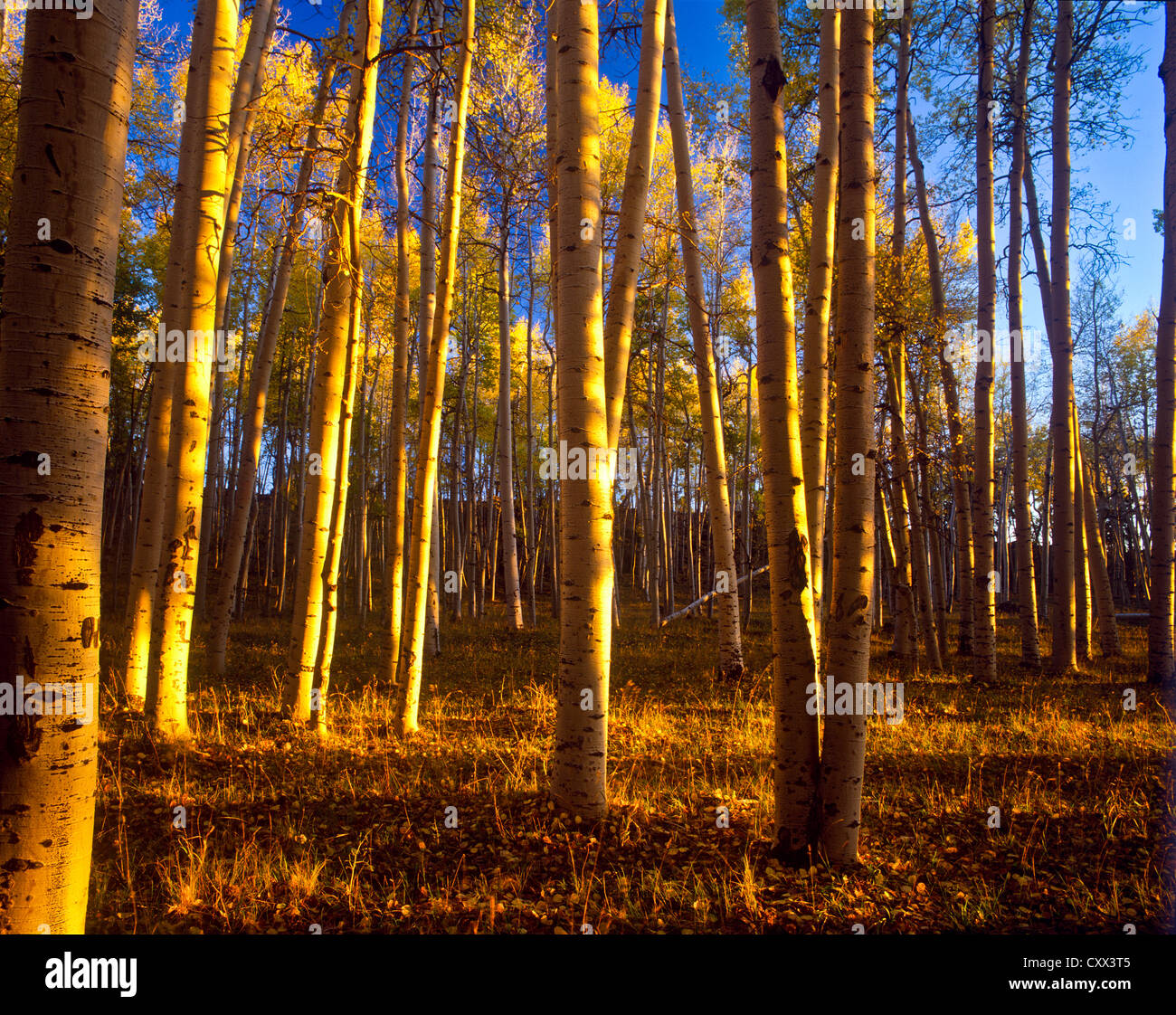 Sunset on Golden Aspens. White Horse Hills, Hart Prairie areas north of ...