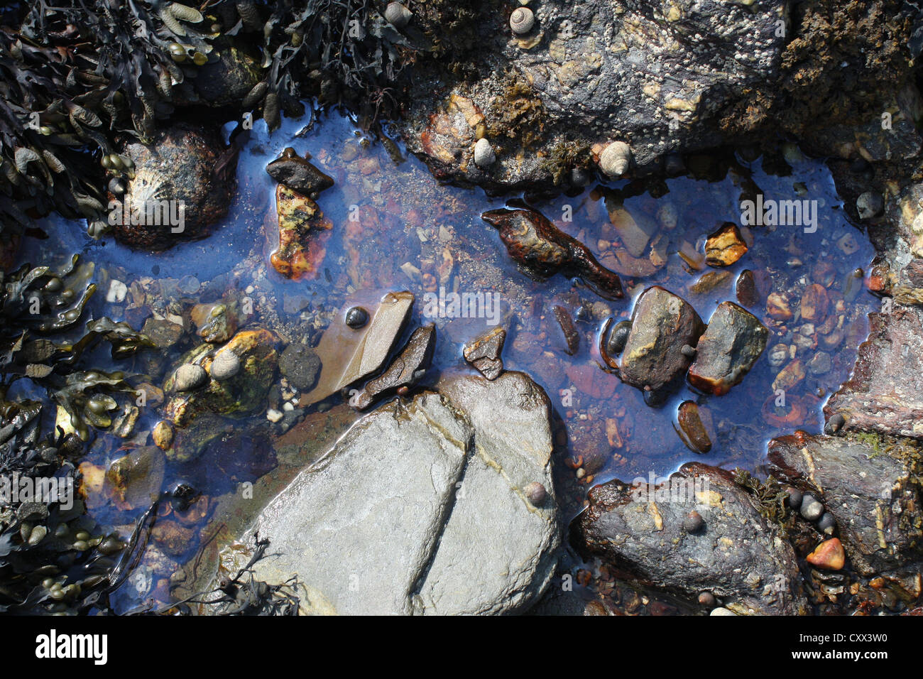 Rock pool and seaweed hi-res stock photography and images - Alamy