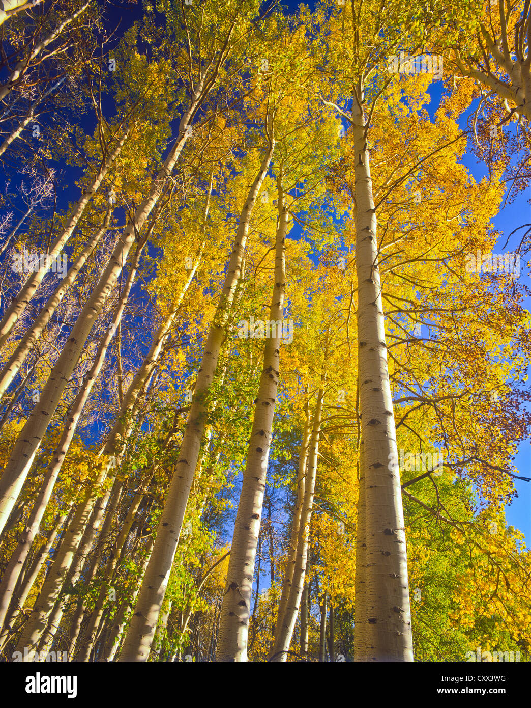 Sunset on Golden Aspens. White Horse Hills, Hart Prairie areas north of ...