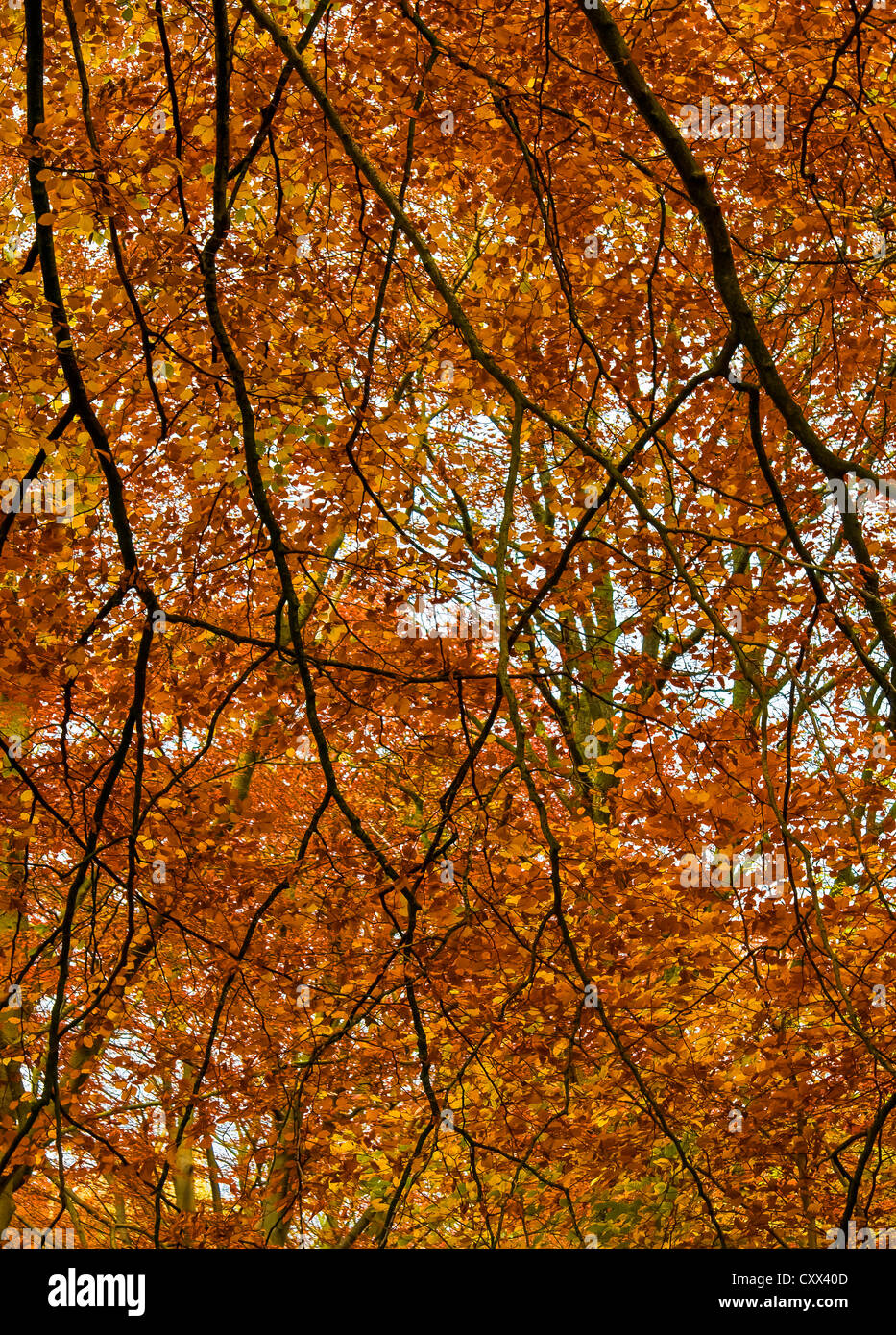 Last of the Autumn Leaves Stock Photo - Alamy