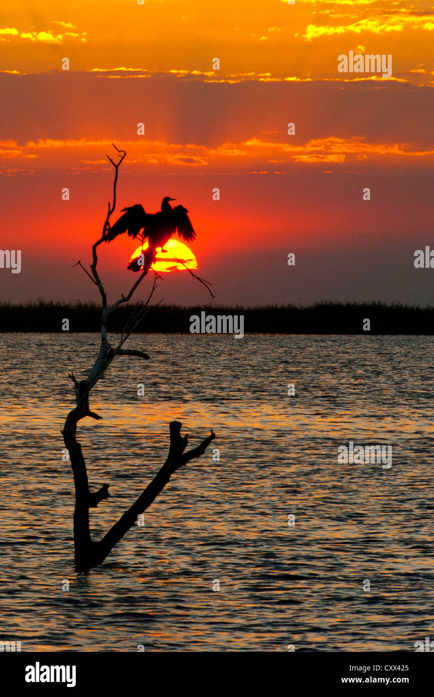 Contour of a bird during sunset Stock Photo - Alamy