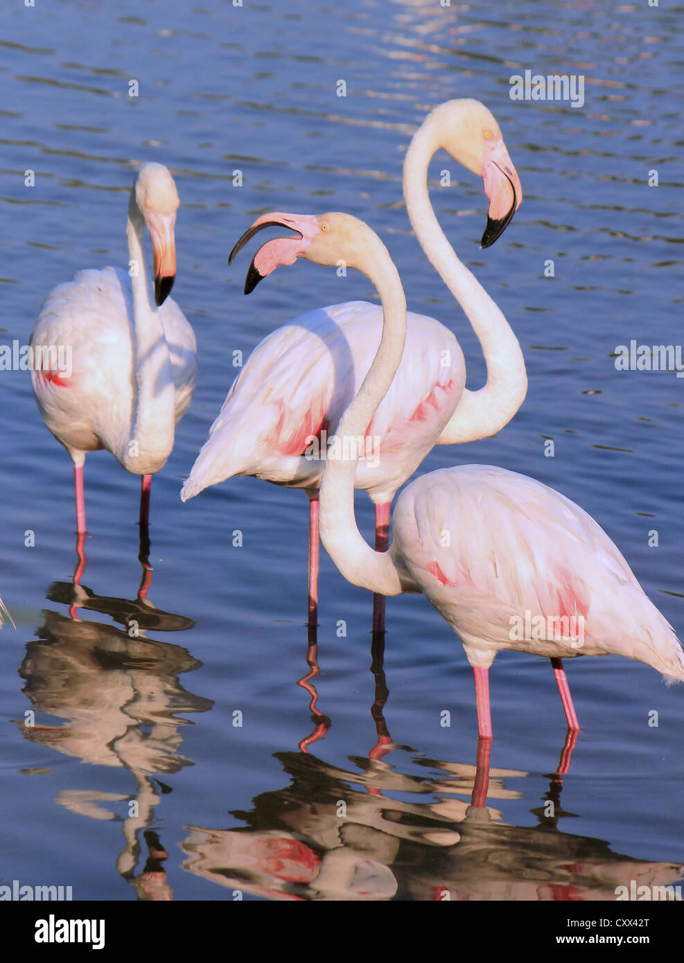 White flamingos hi-res stock photography and images - Alamy