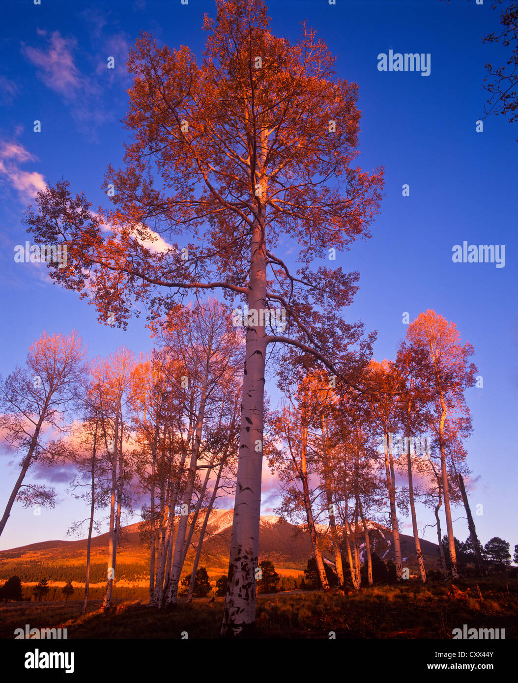 Sunset on Golden Aspens. White Horse Hills, Hart Prairie areas north of ...