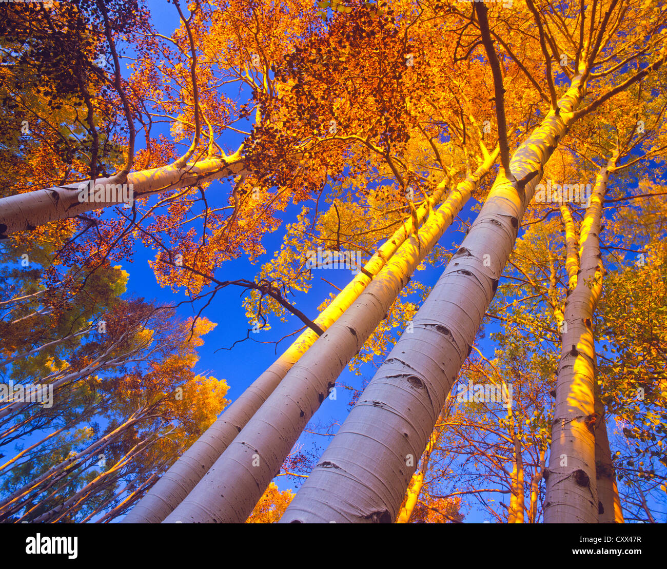 Sunset on Golden Aspens. White Horse Hills, Hart Prairie areas north of ...