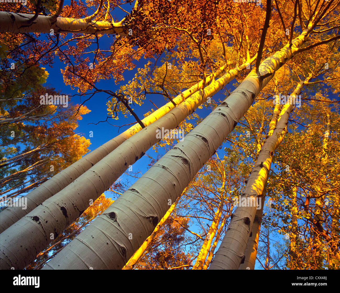 Sunset on Golden Aspens. White Horse Hills, Hart Prairie areas north of ...