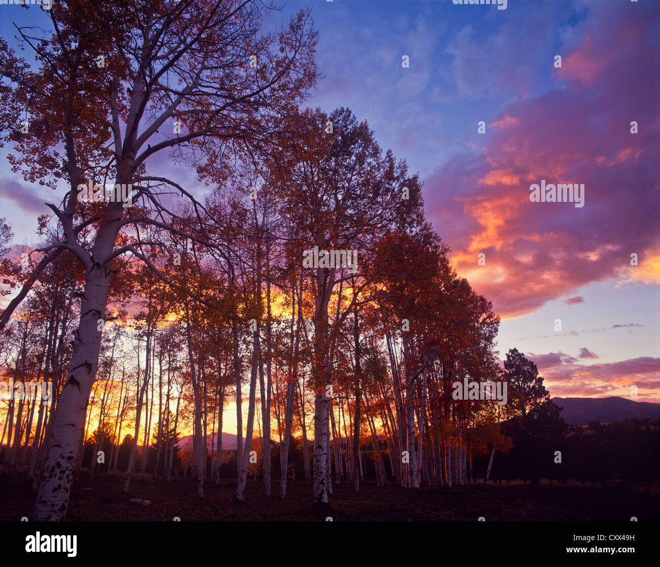 Sunset on Golden Aspens. White Horse Hills, Hart Prairie areas north of ...