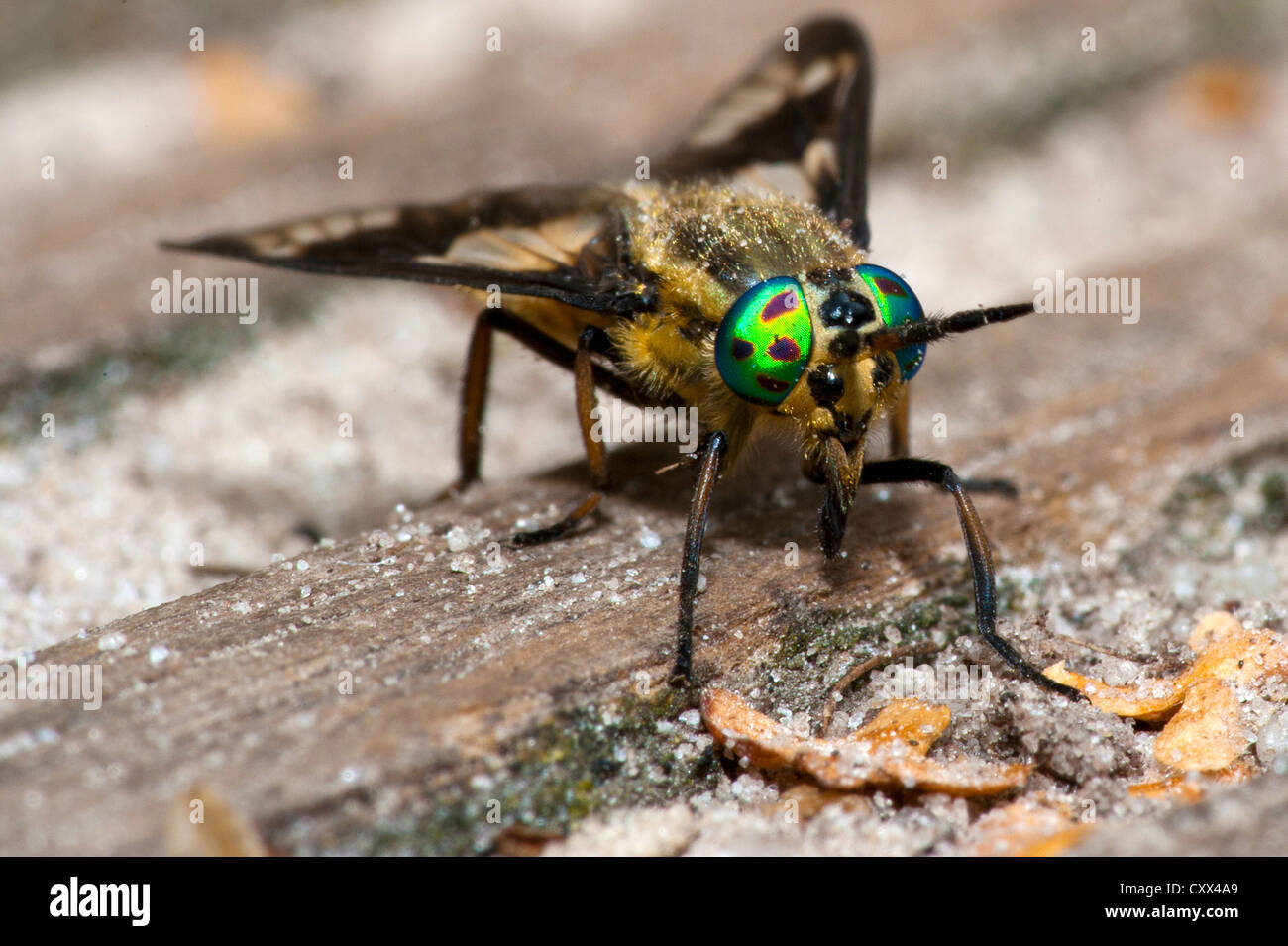 Deerfly hi-res stock photography and images - Alamy