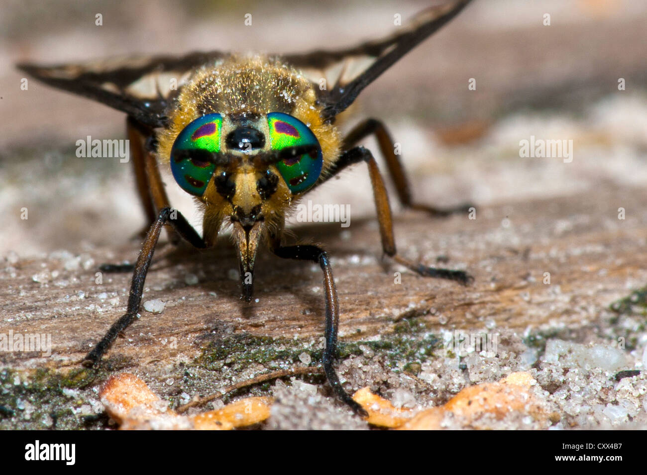 twin-lobed deerfly (Chrysops relictus Stock Photo - Alamy