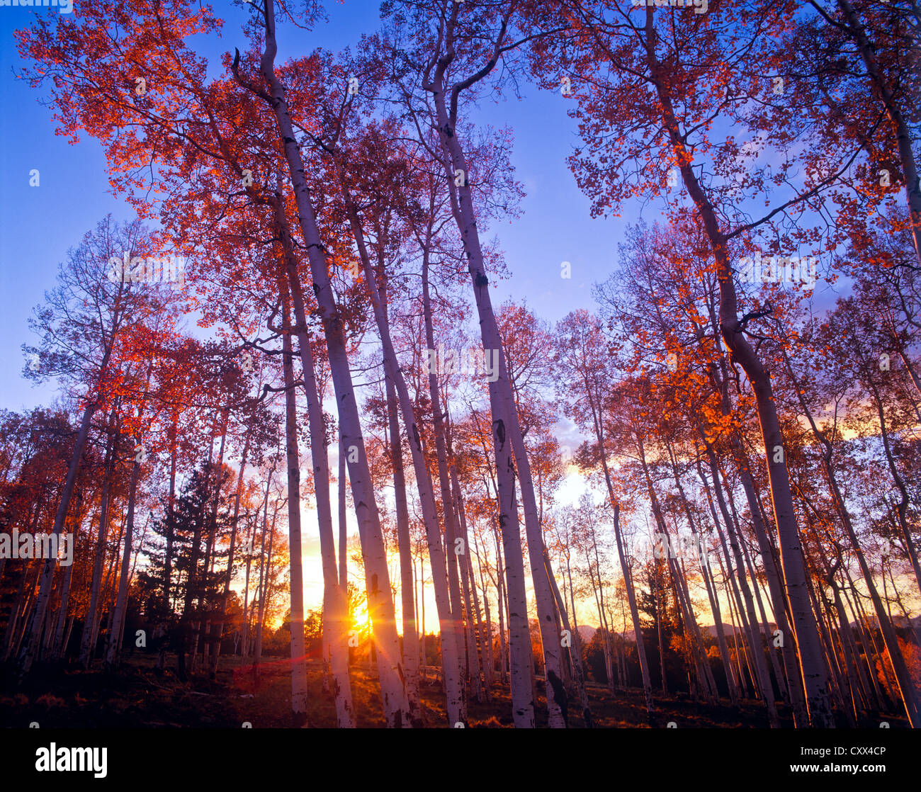 Sunset on Golden Aspens. White Horse Hills, Hart Prairie areas north of ...