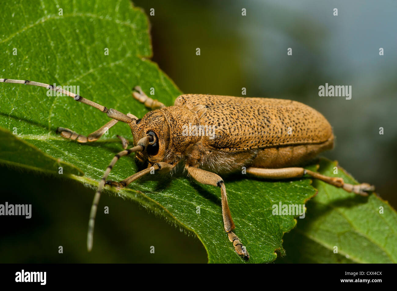 Saperda carcharias - Longhorn beetles (Cerambycidae Stock Photo - Alamy
