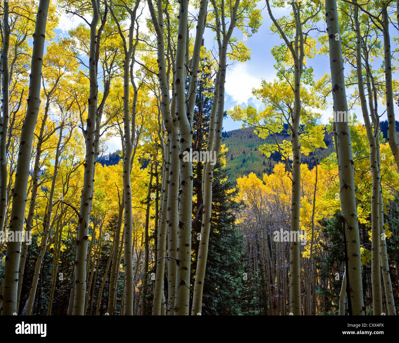 Locket Meadow/Inner Basin north of Flagstaff, Arizona. Coconino ...