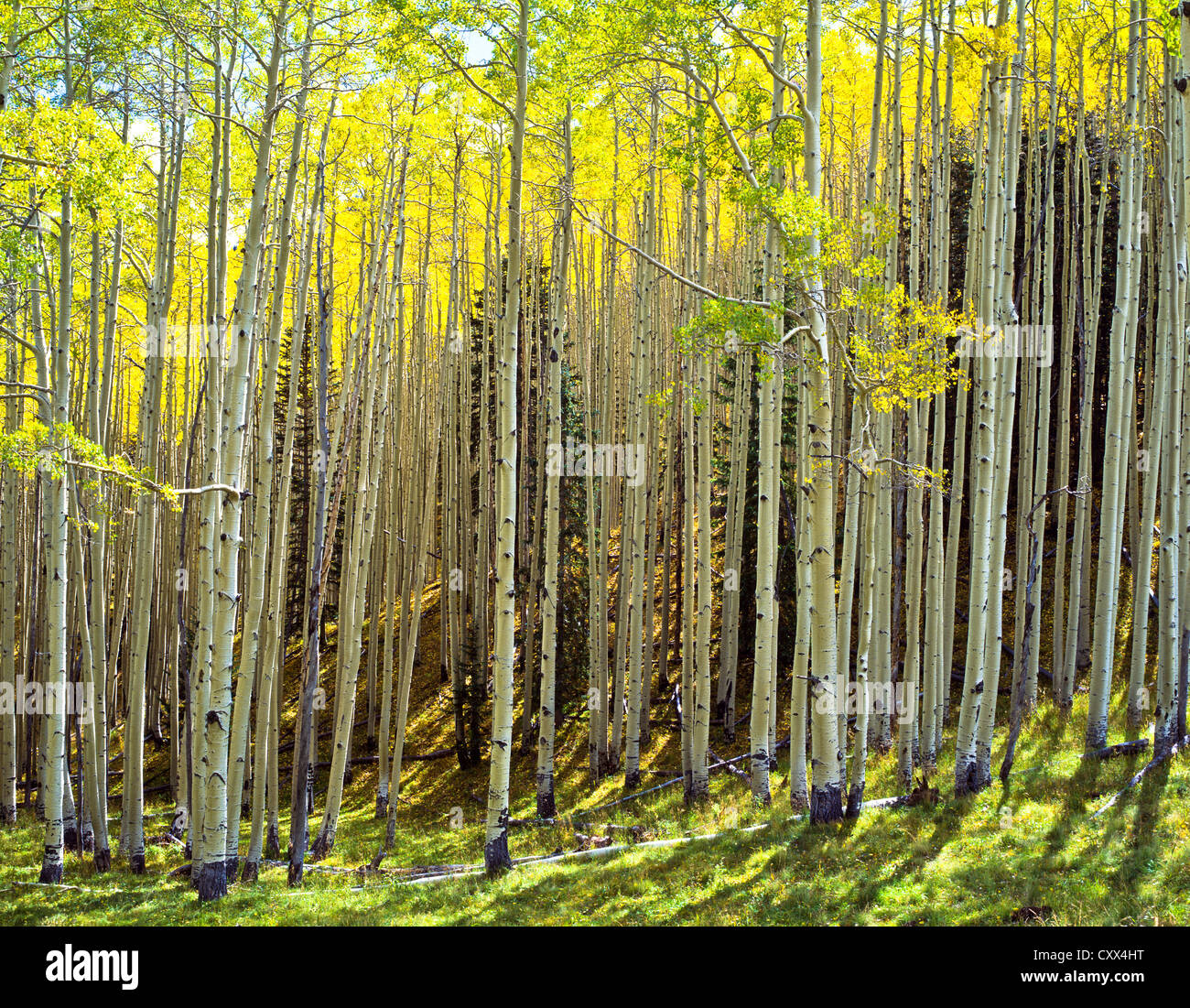 Sunset on Golden Aspens. White Horse Hills, Hart Prairie areas north of ...